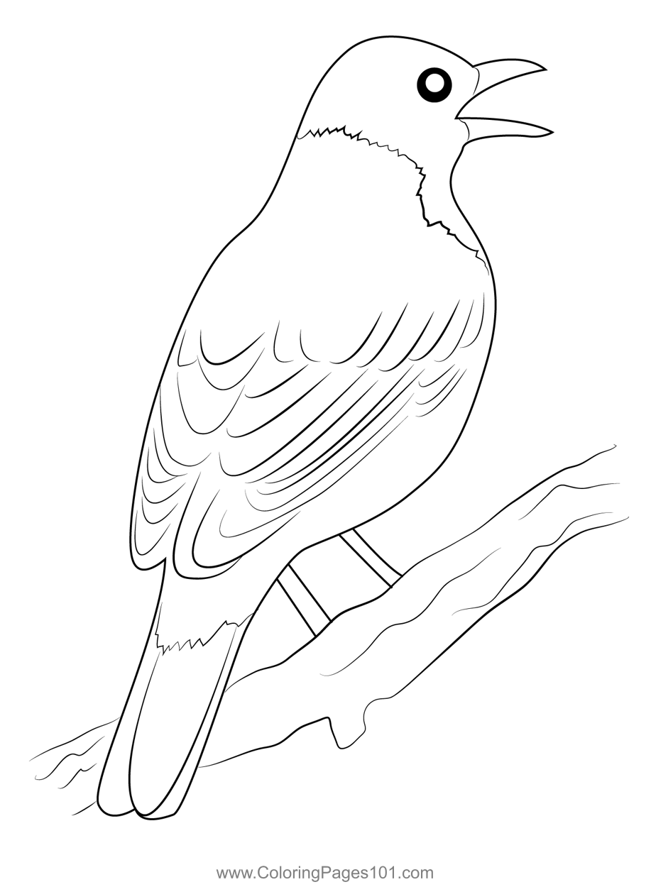 American Robin 19 Coloring Page for Kids - Free Thrushes Printable ...