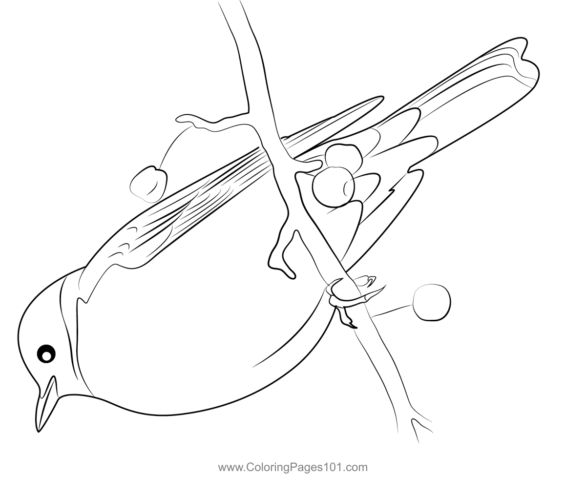 American Robin 9 Coloring Page for Kids - Free Thrushes Printable ...