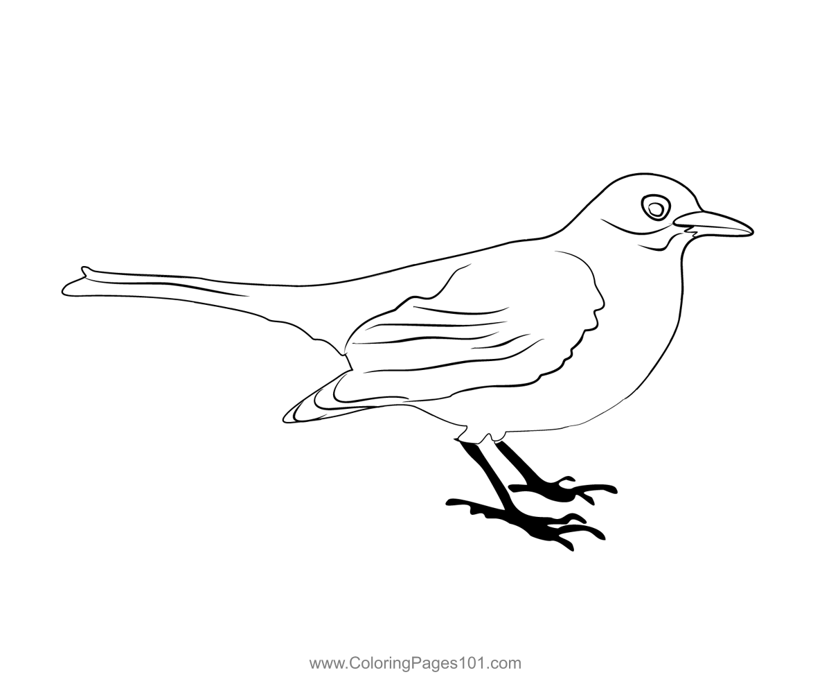 Blackbird 1 Coloring Page for Kids - Free Thrushes Printable Coloring ...