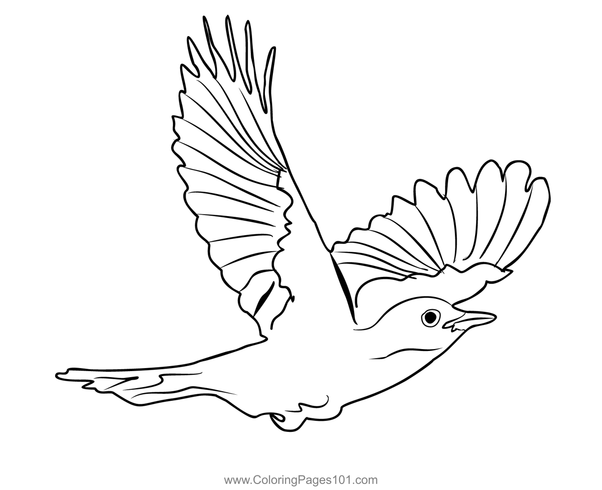 Blackbird 3 Coloring Page for Kids - Free Thrushes Printable Coloring ...