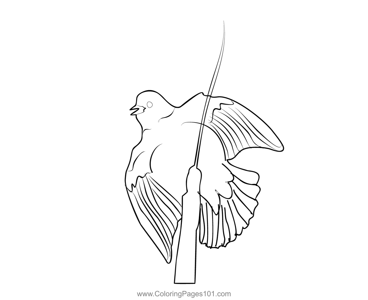 Blackbird 4 Coloring Page for Kids - Free Thrushes Printable Coloring ...
