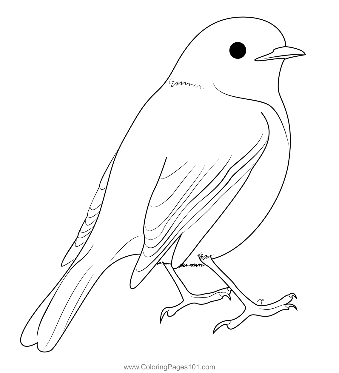 Cute American Robin Coloring Page for Kids - Free Thrushes Printable ...