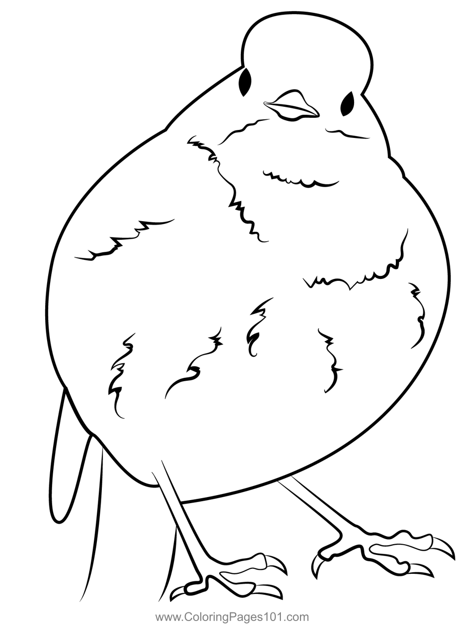 Fluffy Robin Coloring Page for Kids - Free Thrushes Printable Coloring ...