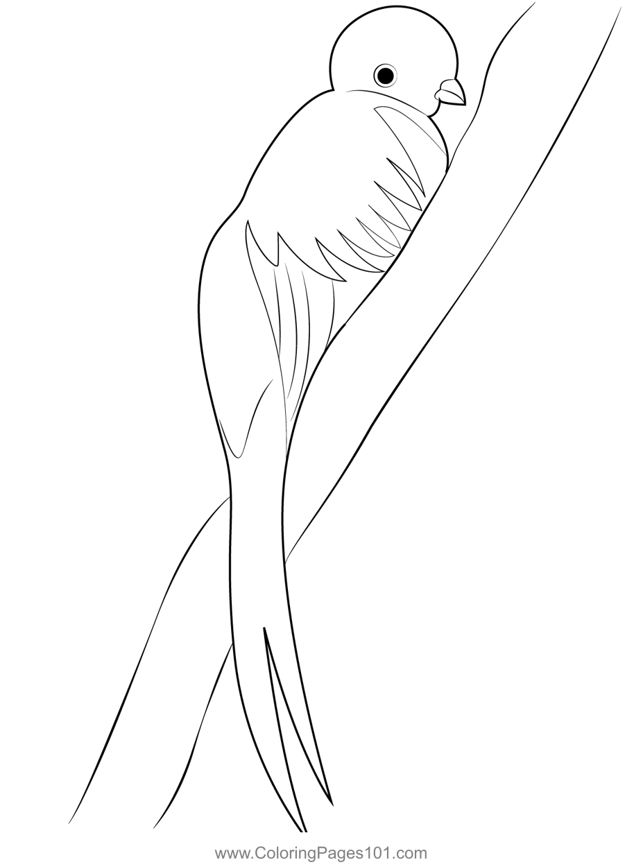 Quetzal Coloring Pages Guatemala Bird Umbrella Birds Colorear Para