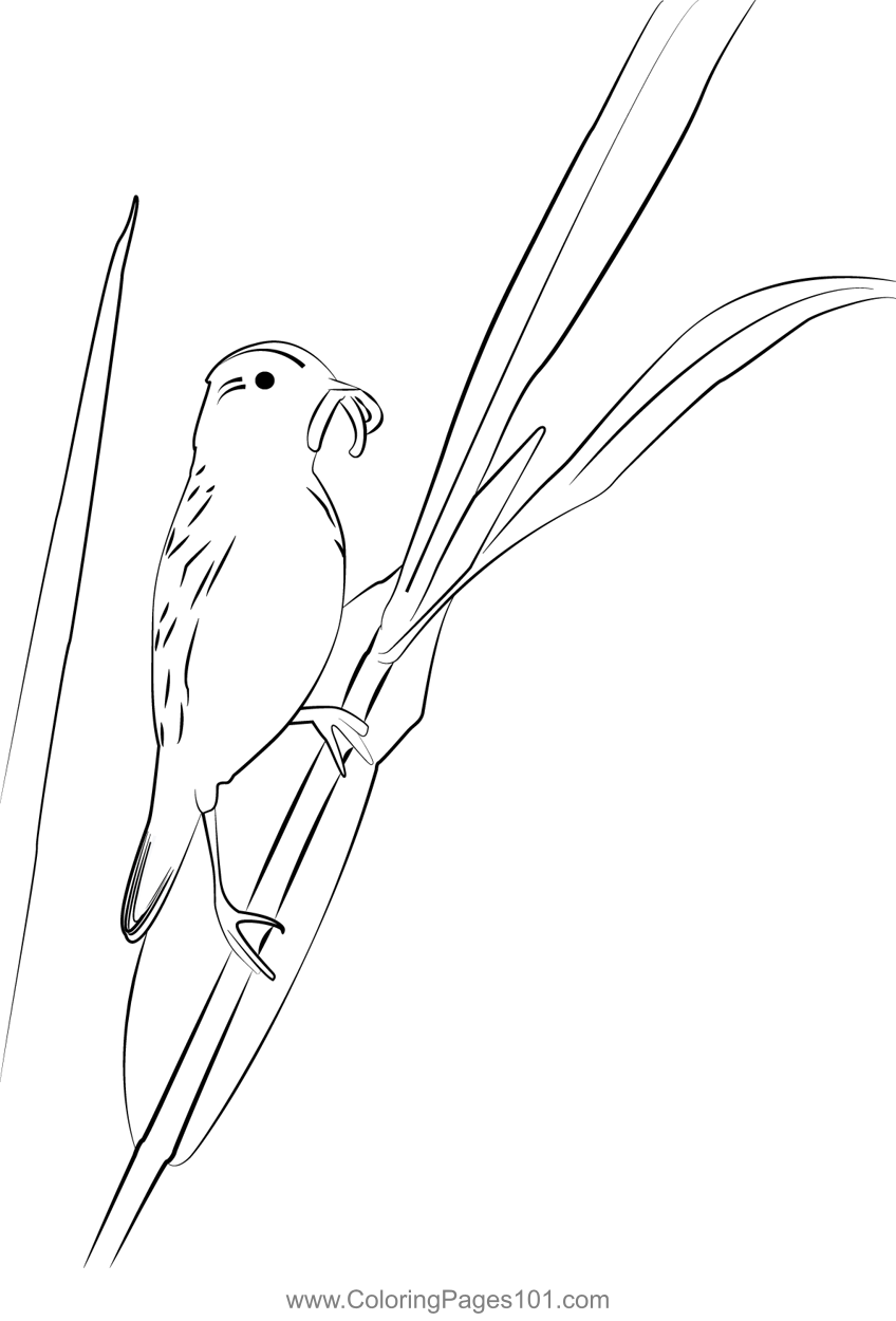 Aquatic Warbler 1 Coloring Page for Kids - Free Warblers Printable ...