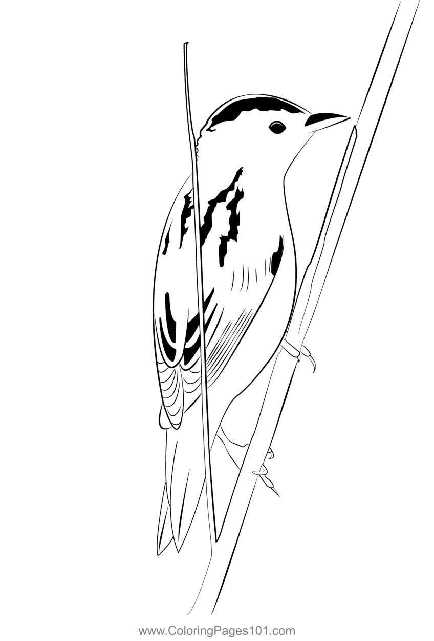 Aquatic Warbler 10 Coloring Page for Kids - Free Warblers Printable ...