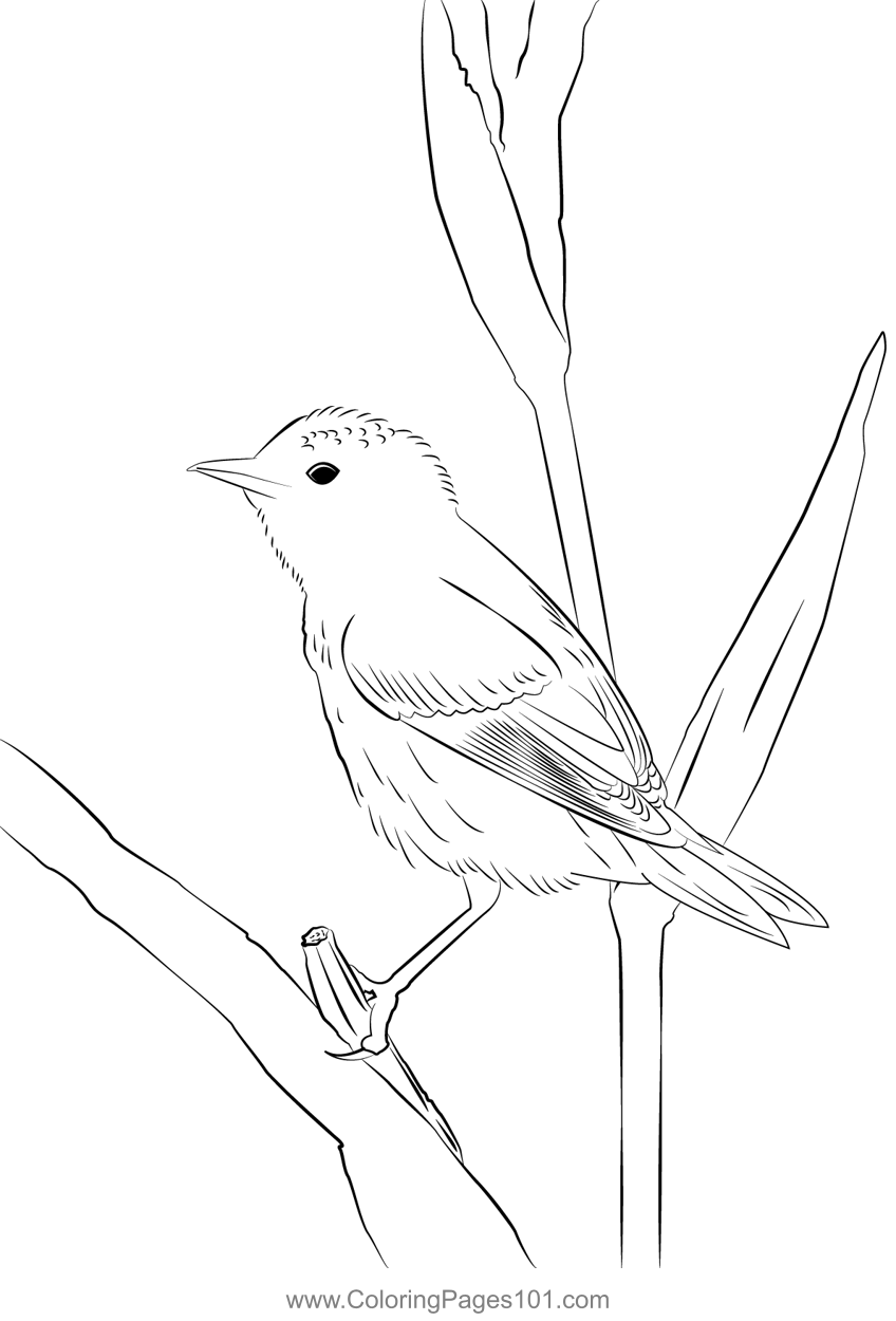 Aquatic Warbler 12 Coloring Page for Kids - Free Warblers Printable ...