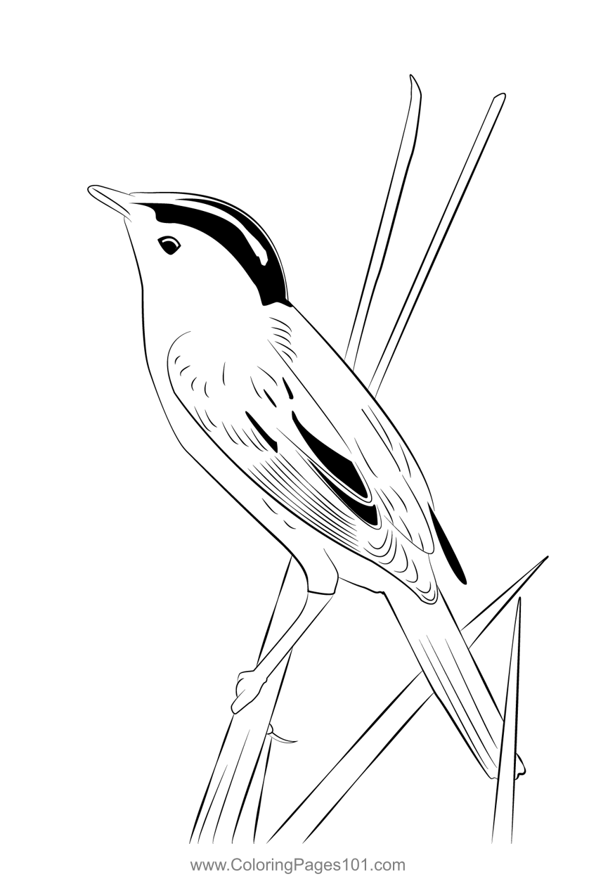 Aquatic Warbler 13 Coloring Page for Kids - Free Warblers Printable ...