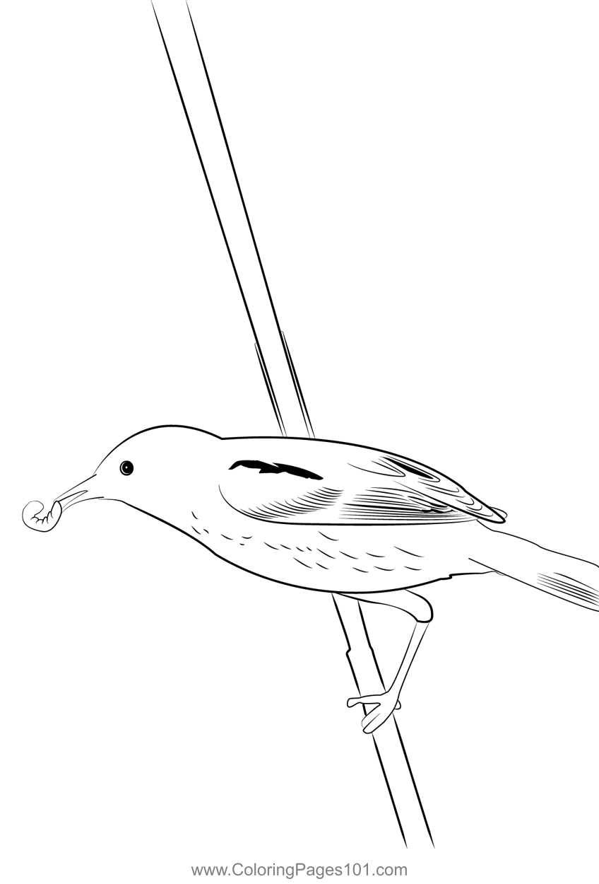 Aquatic Warbler 14 Coloring Page for Kids - Free Warblers Printable ...