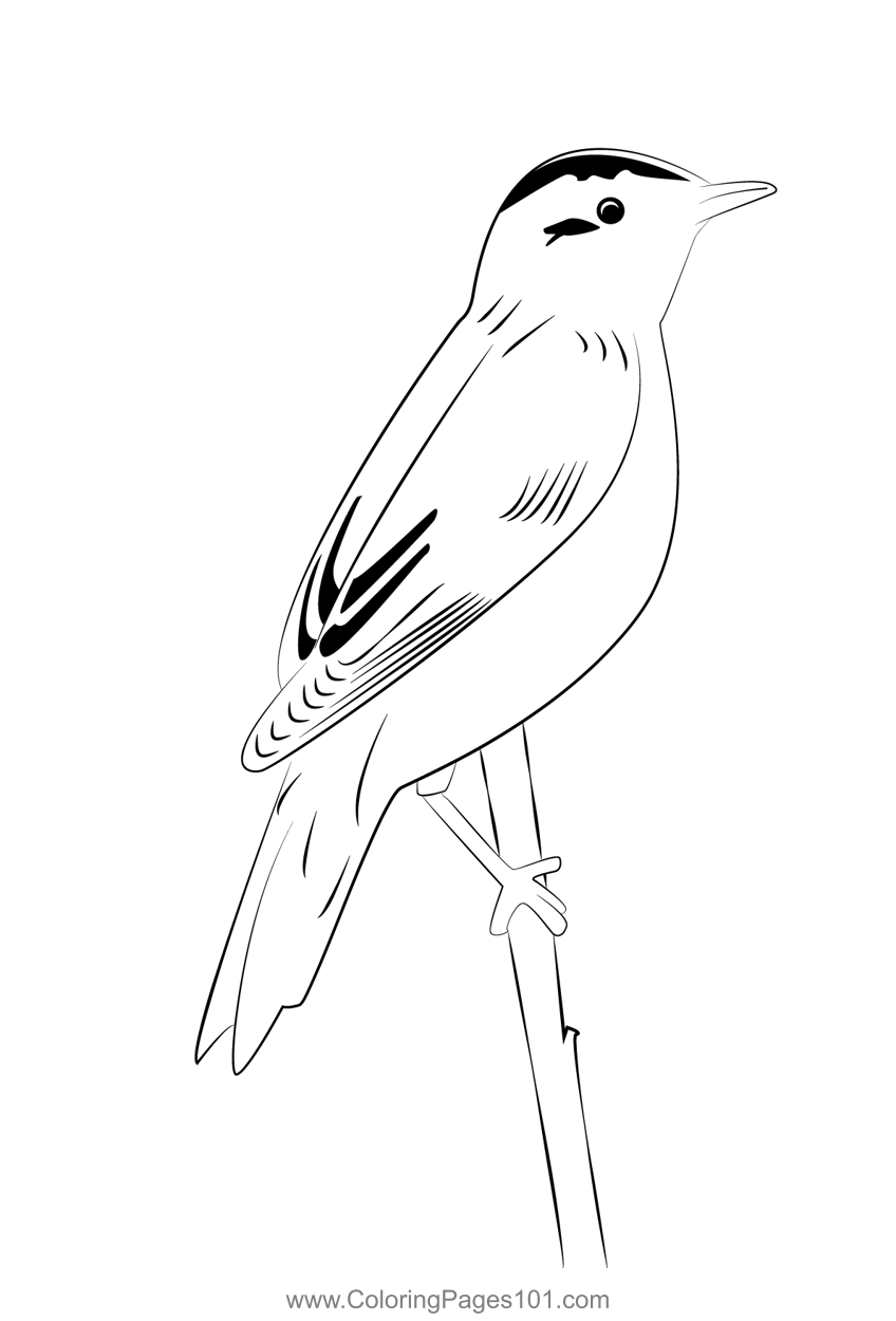 Aquatic Warbler 15 Coloring Page for Kids - Free Warblers Printable ...