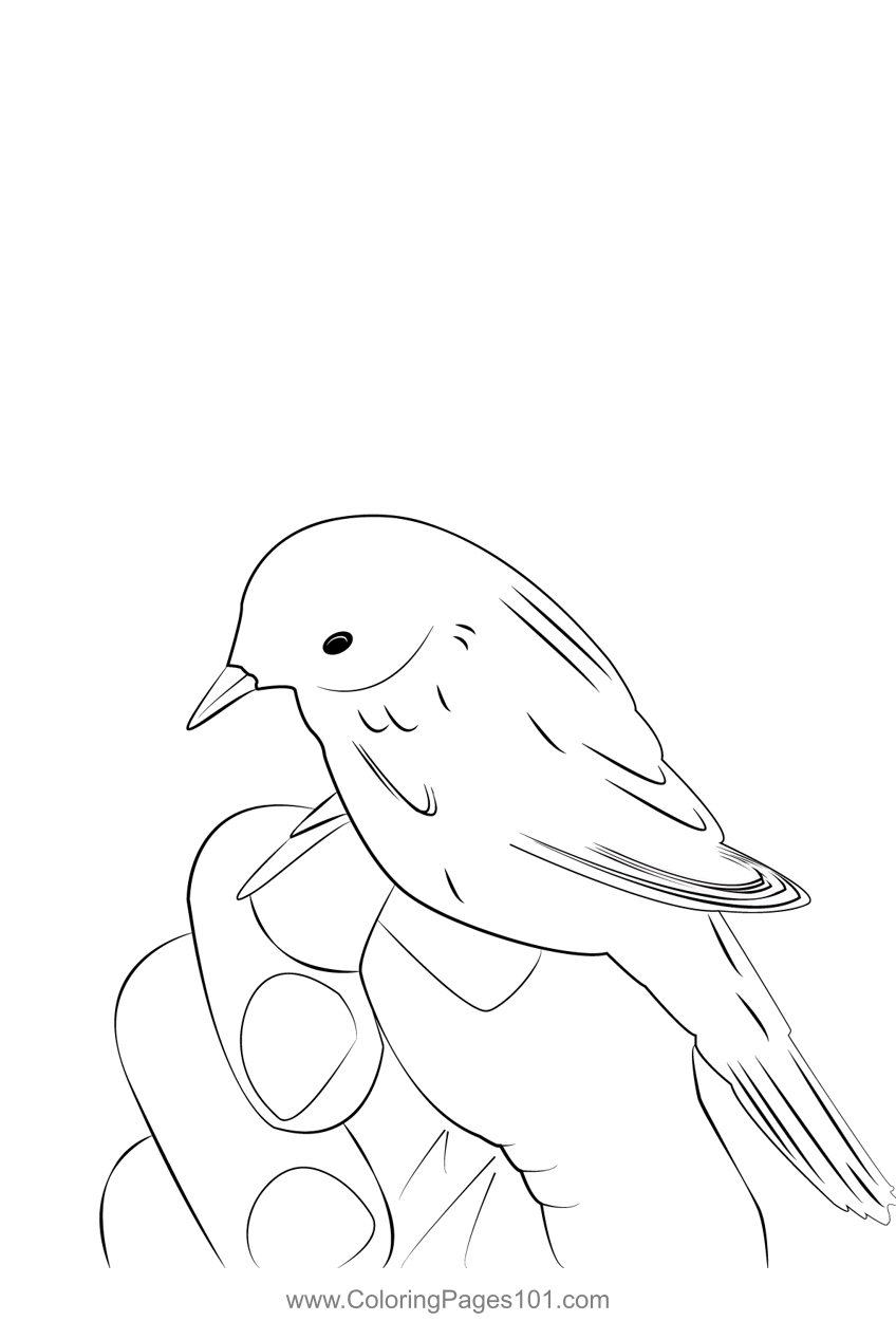 Aquatic Warbler 16 Coloring Page for Kids - Free Warblers Printable ...