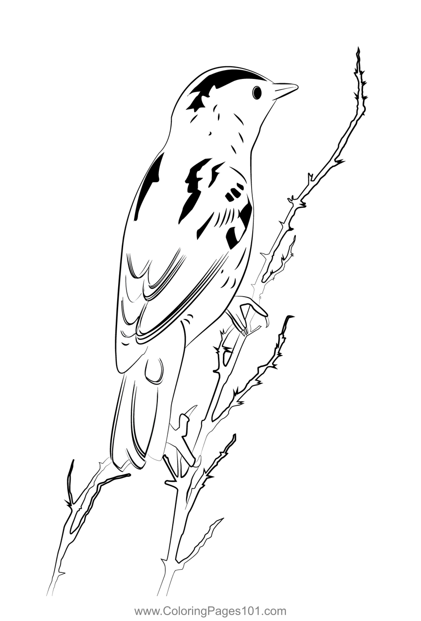 Aquatic Warbler 3 Coloring Page for Kids - Free Warblers Printable ...