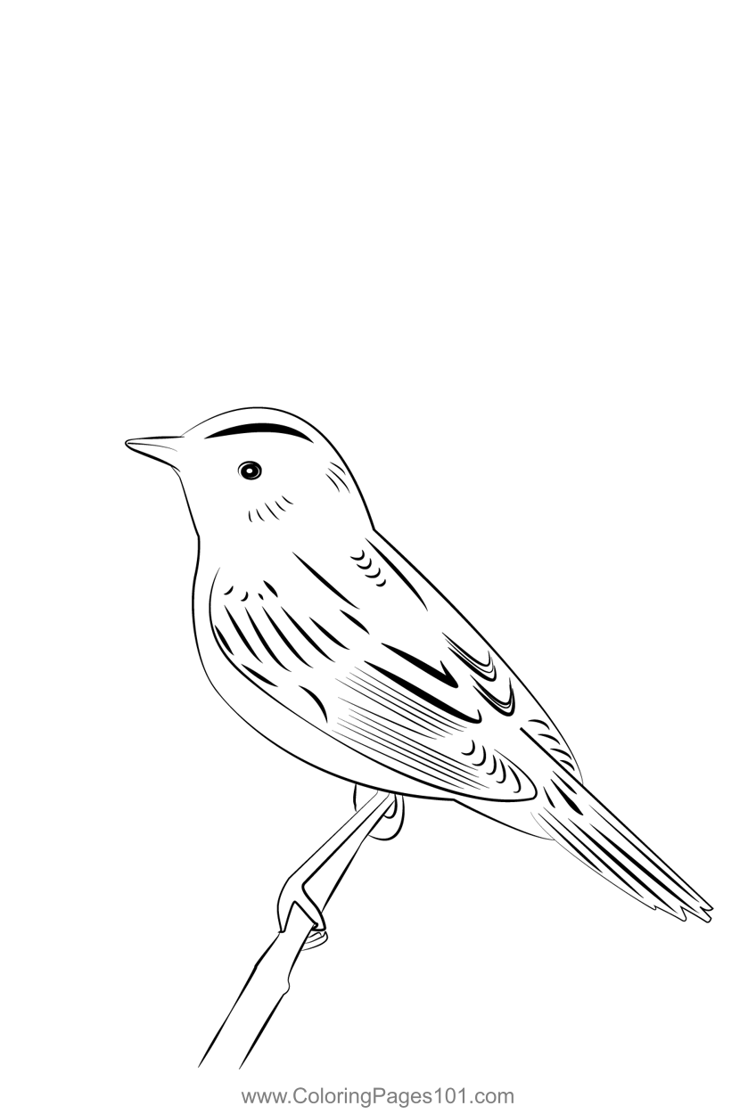 Aquatic Warbler 4 Coloring Page for Kids - Free Warblers Printable ...