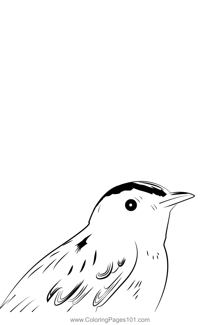 Aquatic Warbler 5 Coloring Page for Kids - Free Warblers Printable ...