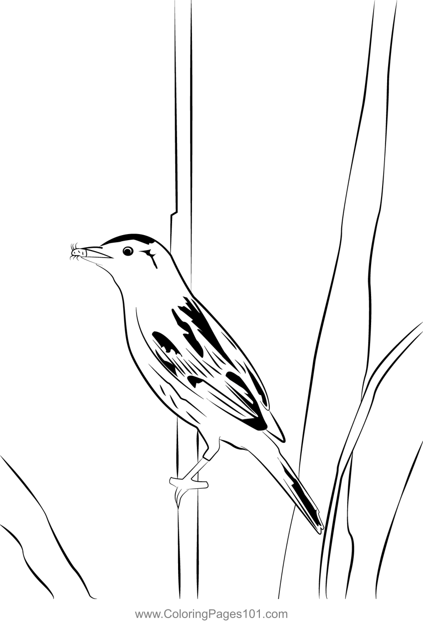 Aquatic Warbler 6 Coloring Page for Kids - Free Warblers Printable ...