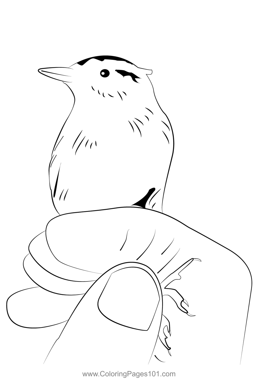 Aquatic Warbler 7 Coloring Page for Kids - Free Warblers Printable ...