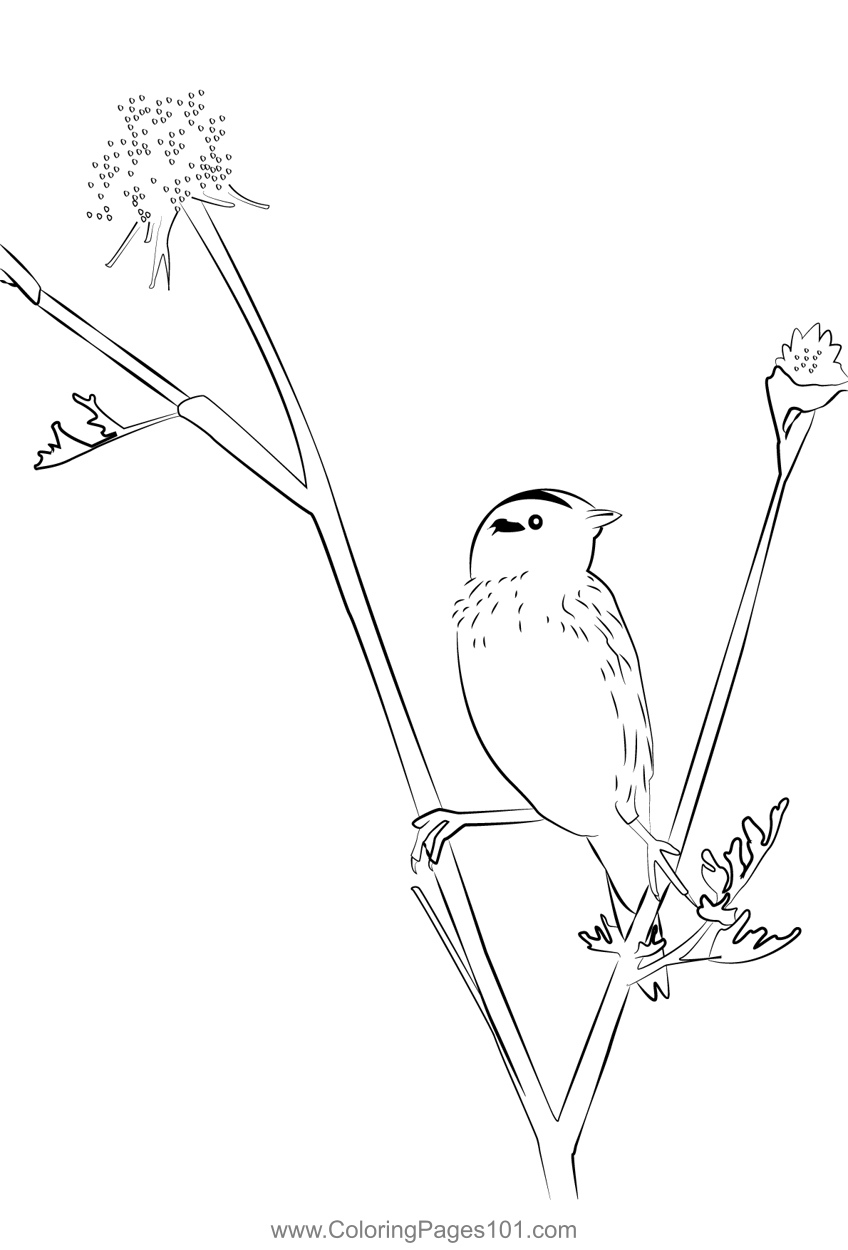 Aquatic Warbler 8 Coloring Page for Kids - Free Warblers Printable ...