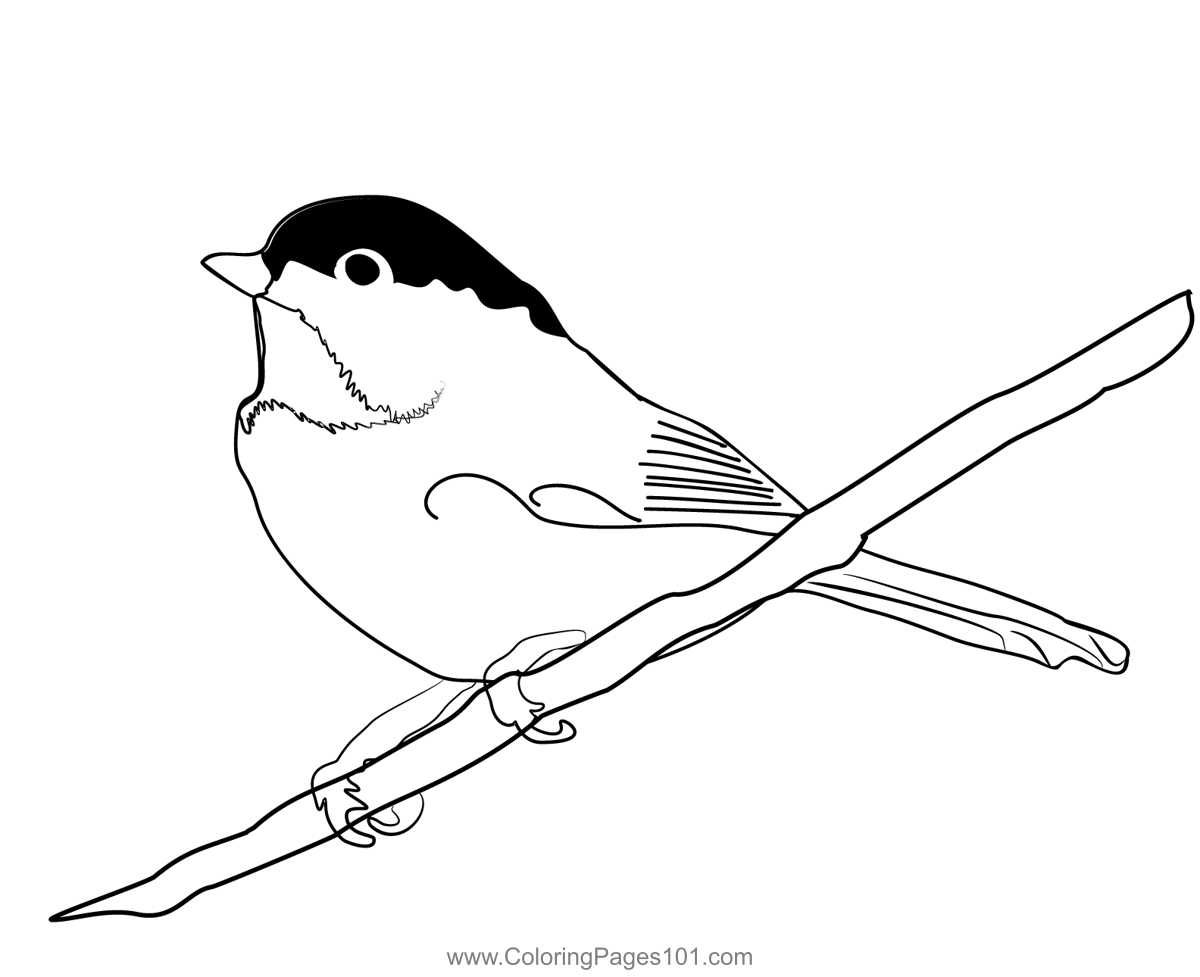 Blackcap 1 Coloring Page for Kids - Free Warblers Printable Coloring ...