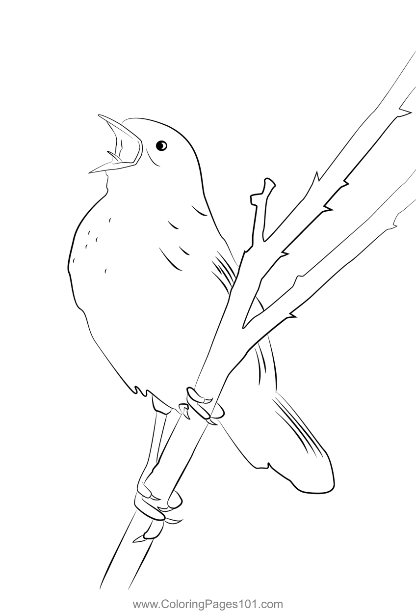 Certti's Warbler 1 Coloring Page for Kids - Free Warblers Printable ...