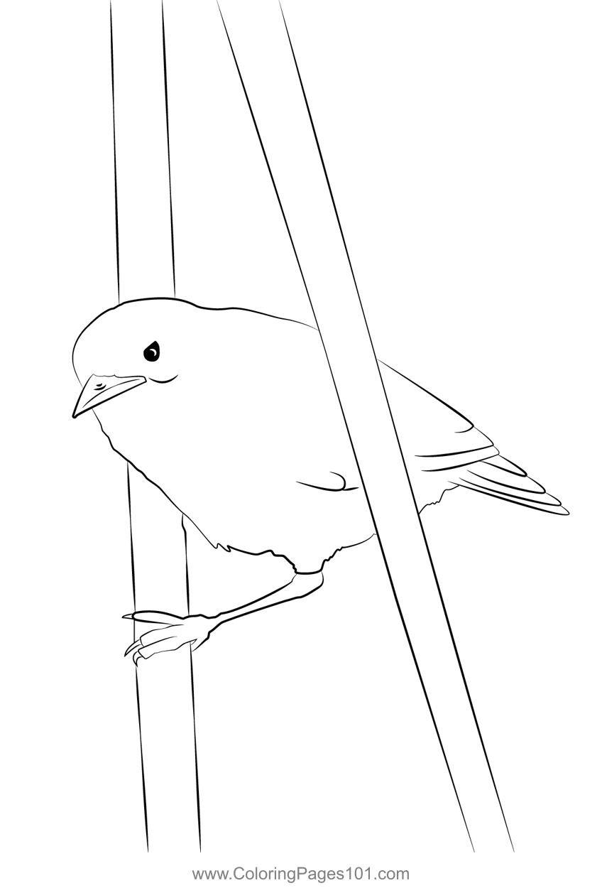 Certti's Warbler 10 Coloring Page for Kids - Free Warblers Printable ...
