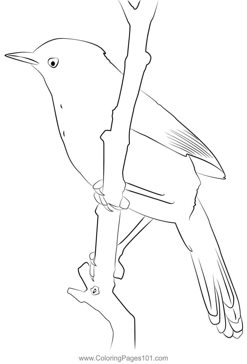 Certti's Warbler 3 Coloring Page for Kids - Free Warblers Printable ...