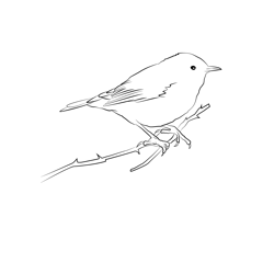 Warblers Coloring Pages for Kids Printable Free Download ...