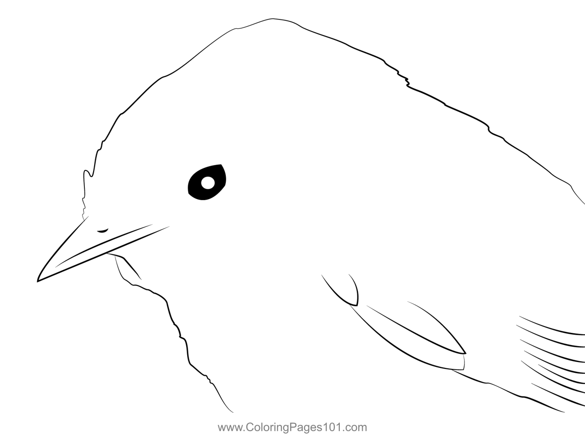 Certti's Warbler 9 Coloring Page for Kids - Free Warblers Printable ...