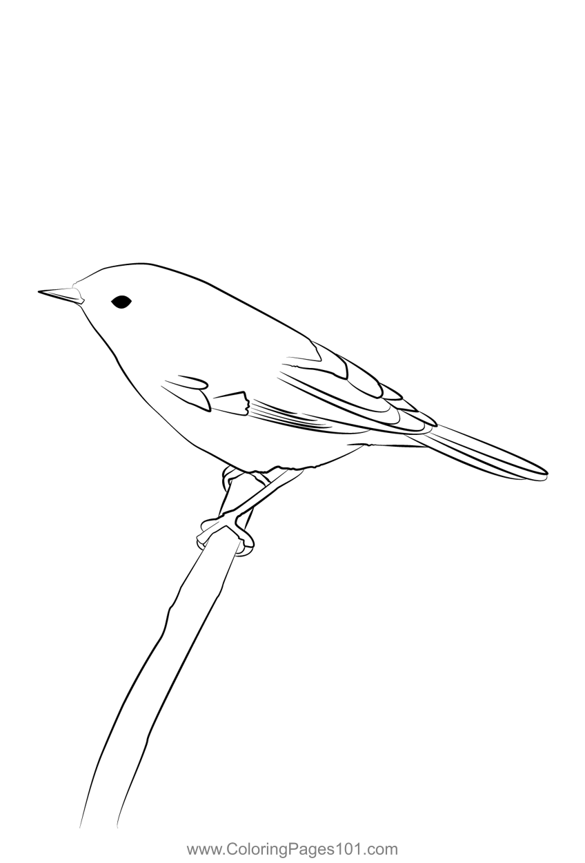 Chiffchaff 1 Coloring Page for Kids - Free Warblers Printable Coloring ...