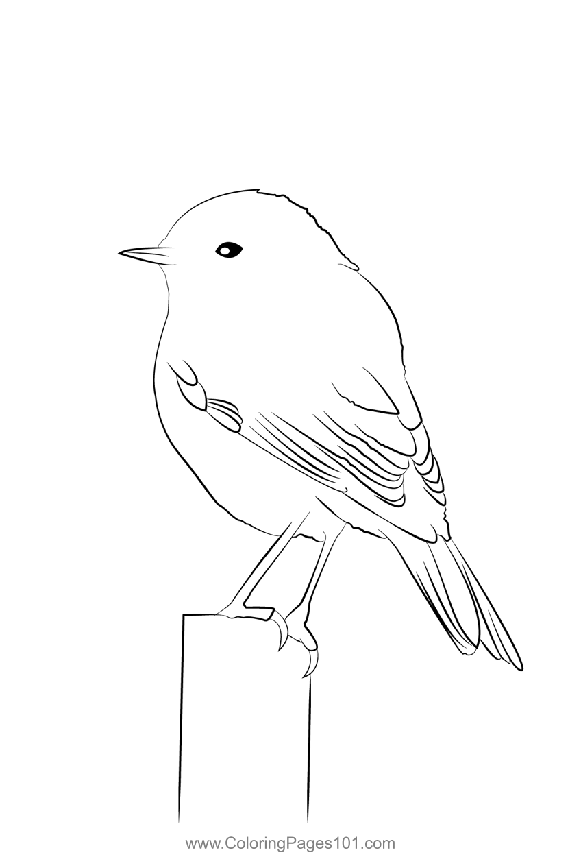 Chiffchaff 4 Coloring Page for Kids - Free Warblers Printable Coloring ...