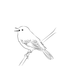 Warblers Coloring Pages for Kids Printable Free Download ...