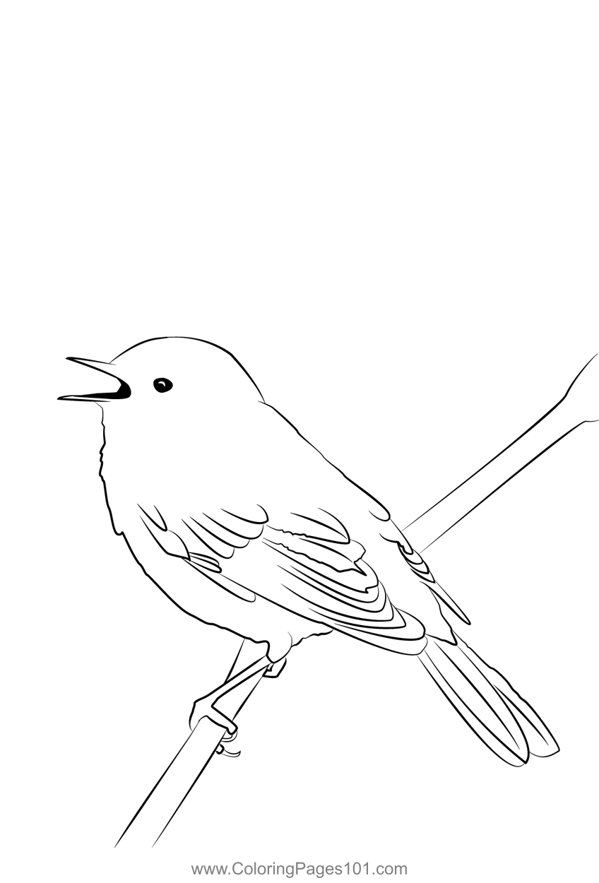 Chiffchaff 6 Coloring Page for Kids - Free Warblers Printable Coloring ...