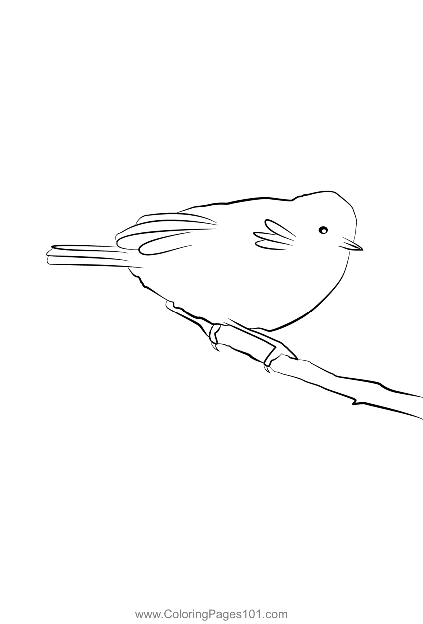 Chiffchaff 7 Coloring Page for Kids - Free Warblers Printable Coloring ...
