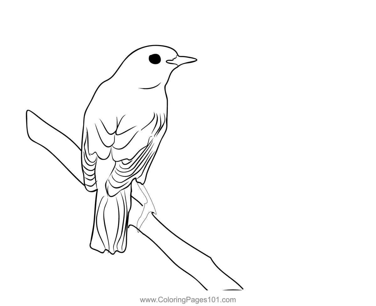 Garden Warbler 2 Coloring Page for Kids - Free Warblers Printable ...