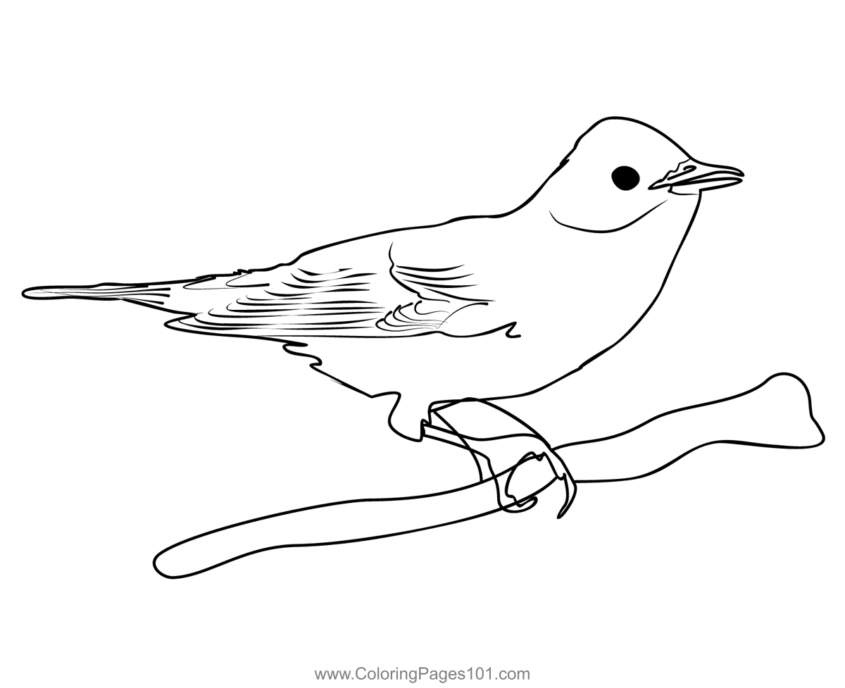 Garden Warbler 3 Coloring Page for Kids - Free Warblers Printable ...