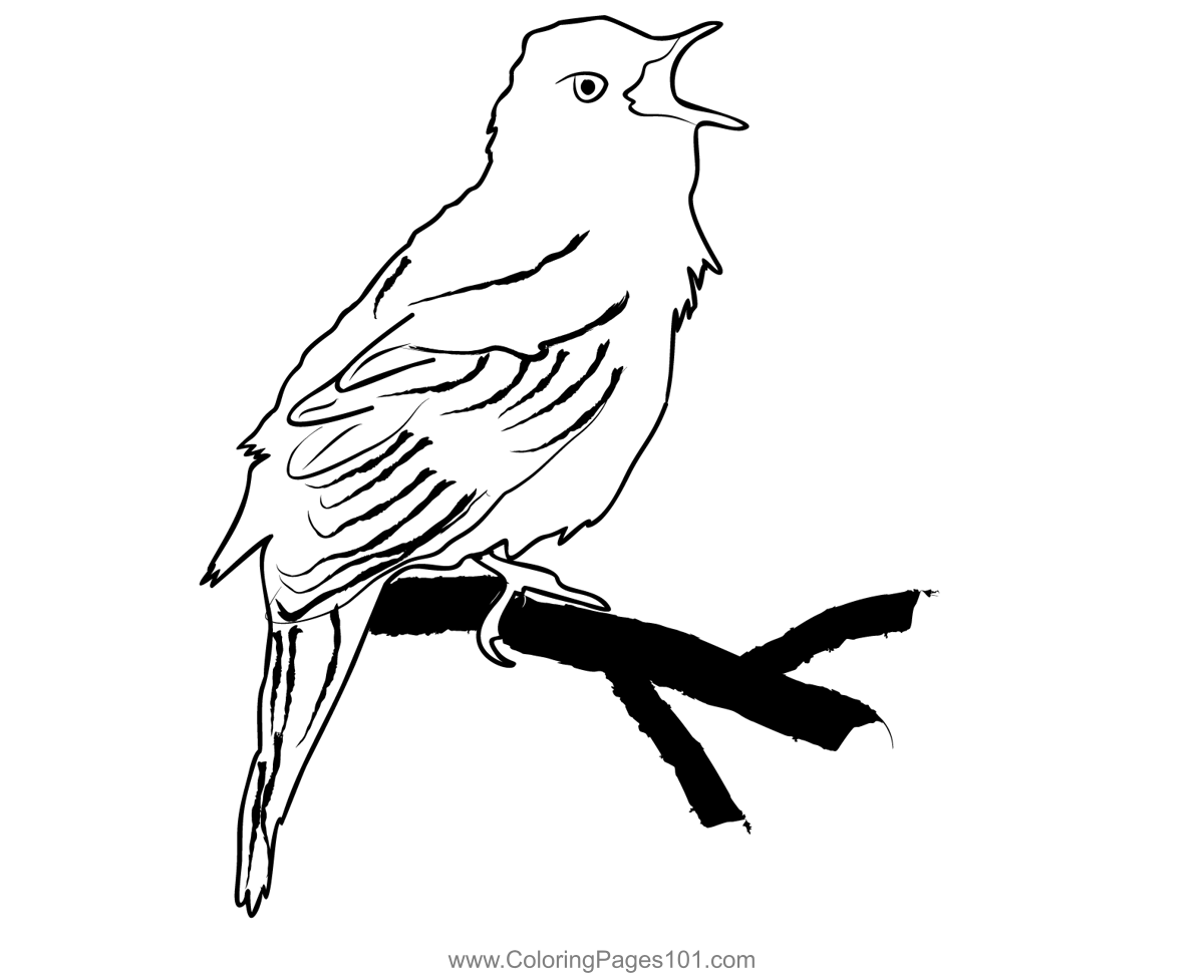 Grasshopper Warbler 1 Coloring Page for Kids - Free Warblers Printable ...