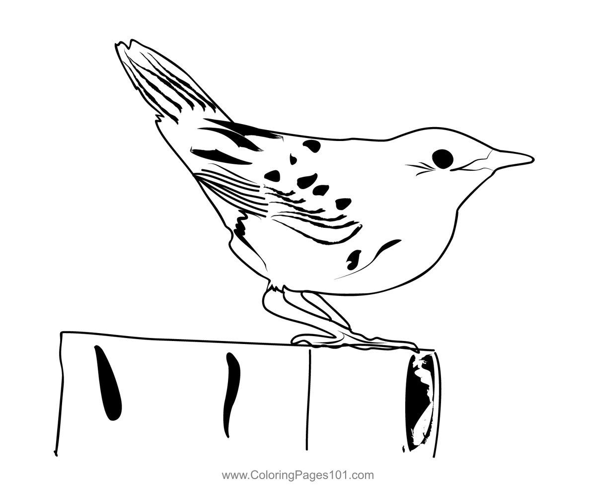 Grasshopper Warbler 2 Coloring Page for Kids - Free Warblers Printable ...