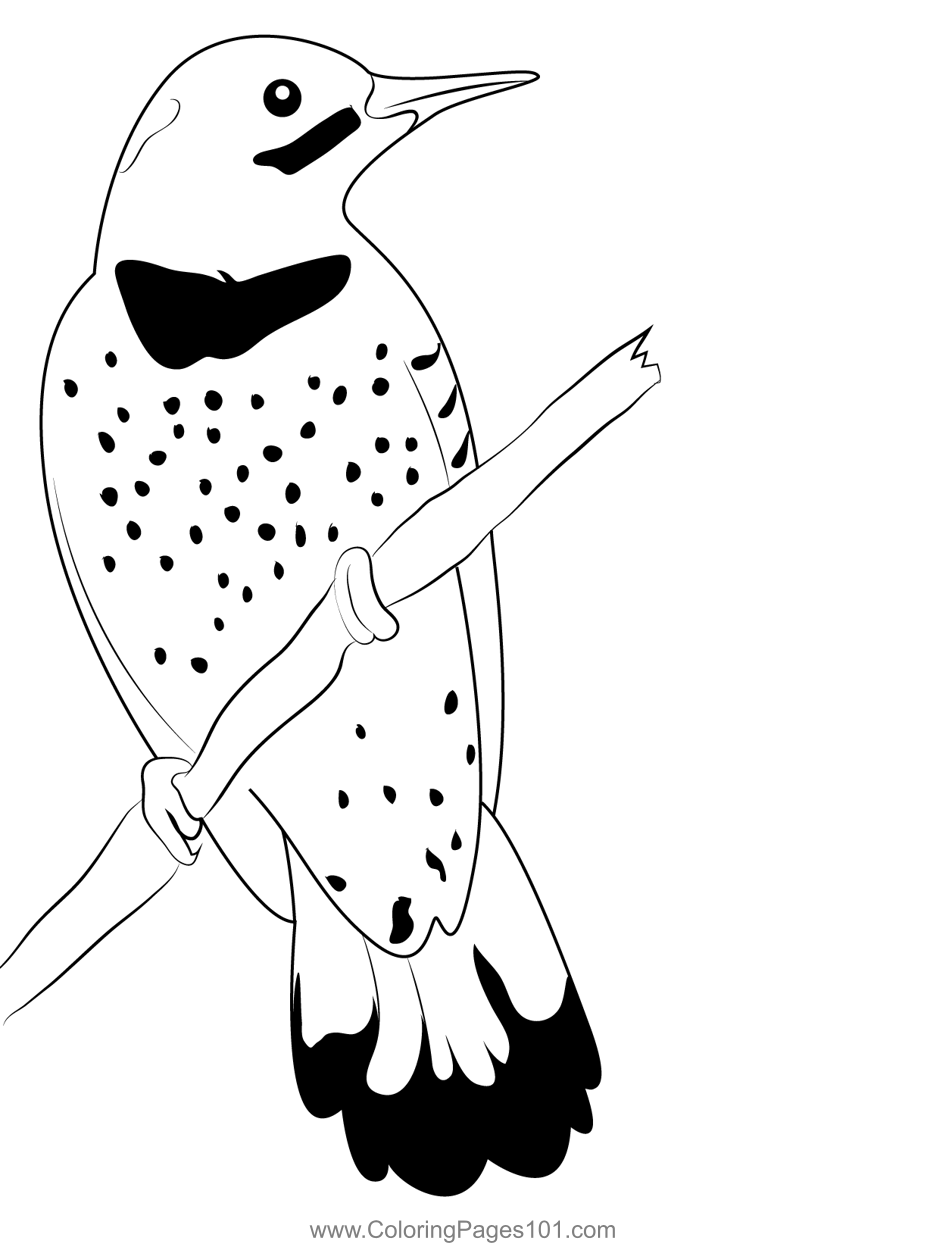A Male Northern Flicker Coloring Page for Kids - Free Woodpeckers ...