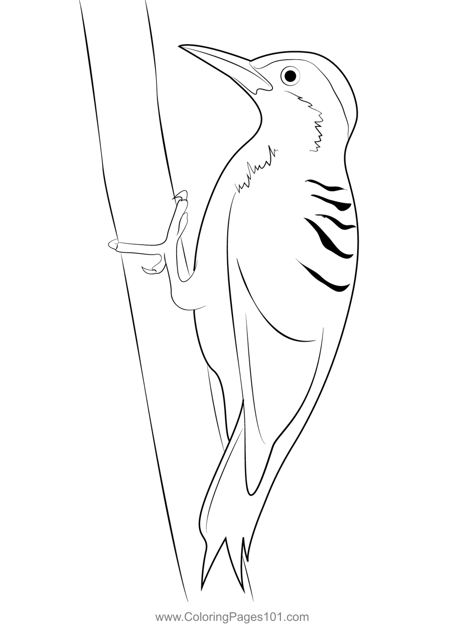 Black Cheeked Woodpecker Coloring Page for Kids - Free Woodpeckers Printable Coloring Pages ...
