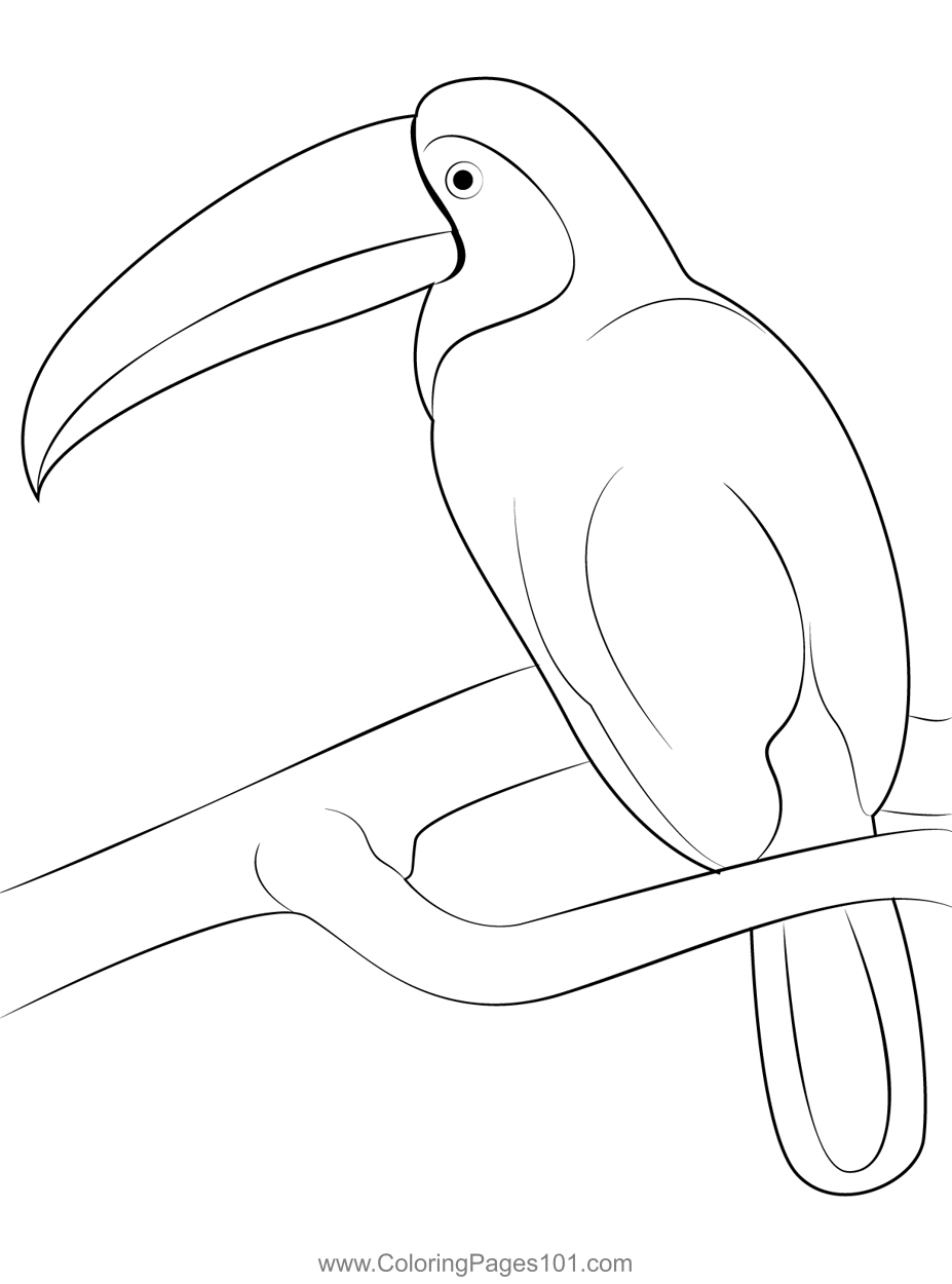 Branch Toucan Bird Coloring Page for Kids - Free Woodpeckers Printable ...
