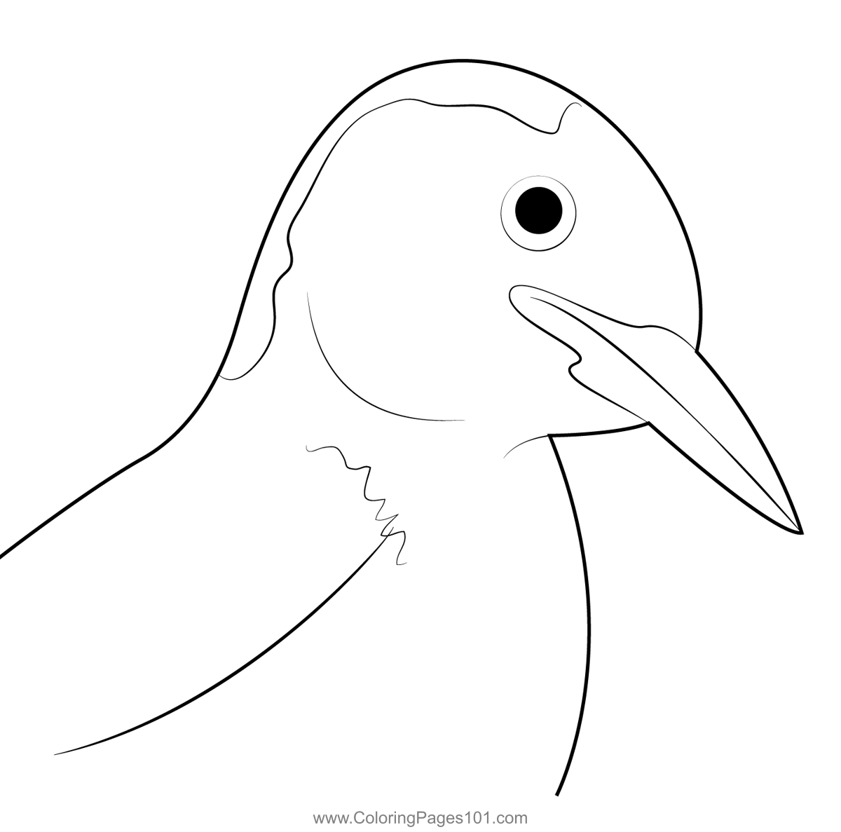 Close Up Red Bellied Woodpecker Coloring Page for Kids - Free ...