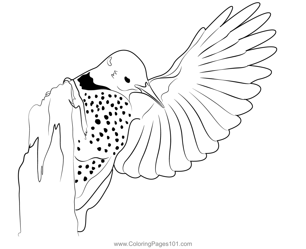 Common Flicker One Wing Fly Coloring Page for Kids - Free Woodpeckers ...