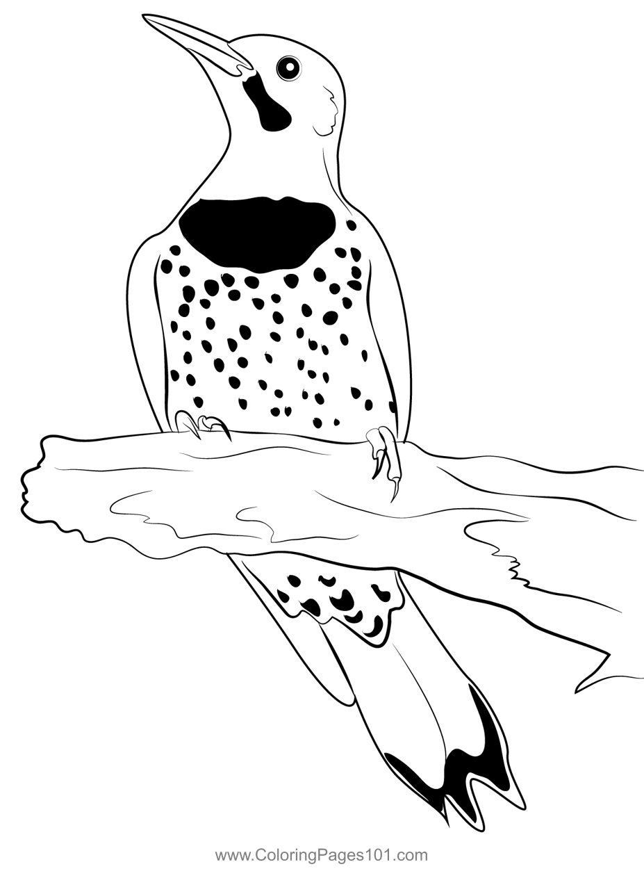 Common Flicker Rest Coloring Page for Kids - Free Woodpeckers Printable ...