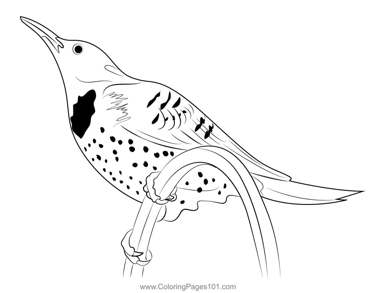 Flicker Coloring Page for Kids - Free Woodpeckers Printable Coloring ...