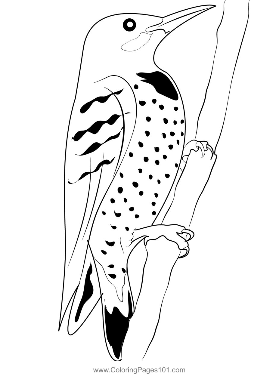 Gilded Flicker Coloring Page for Kids - Free Woodpeckers Printable ...