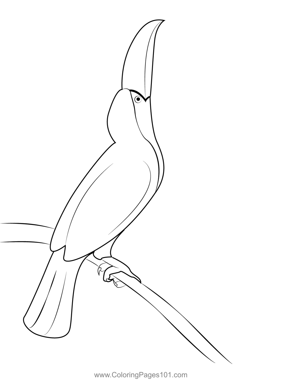 Look Up Toucan Bird Coloring Page for Kids - Free Woodpeckers Printable ...