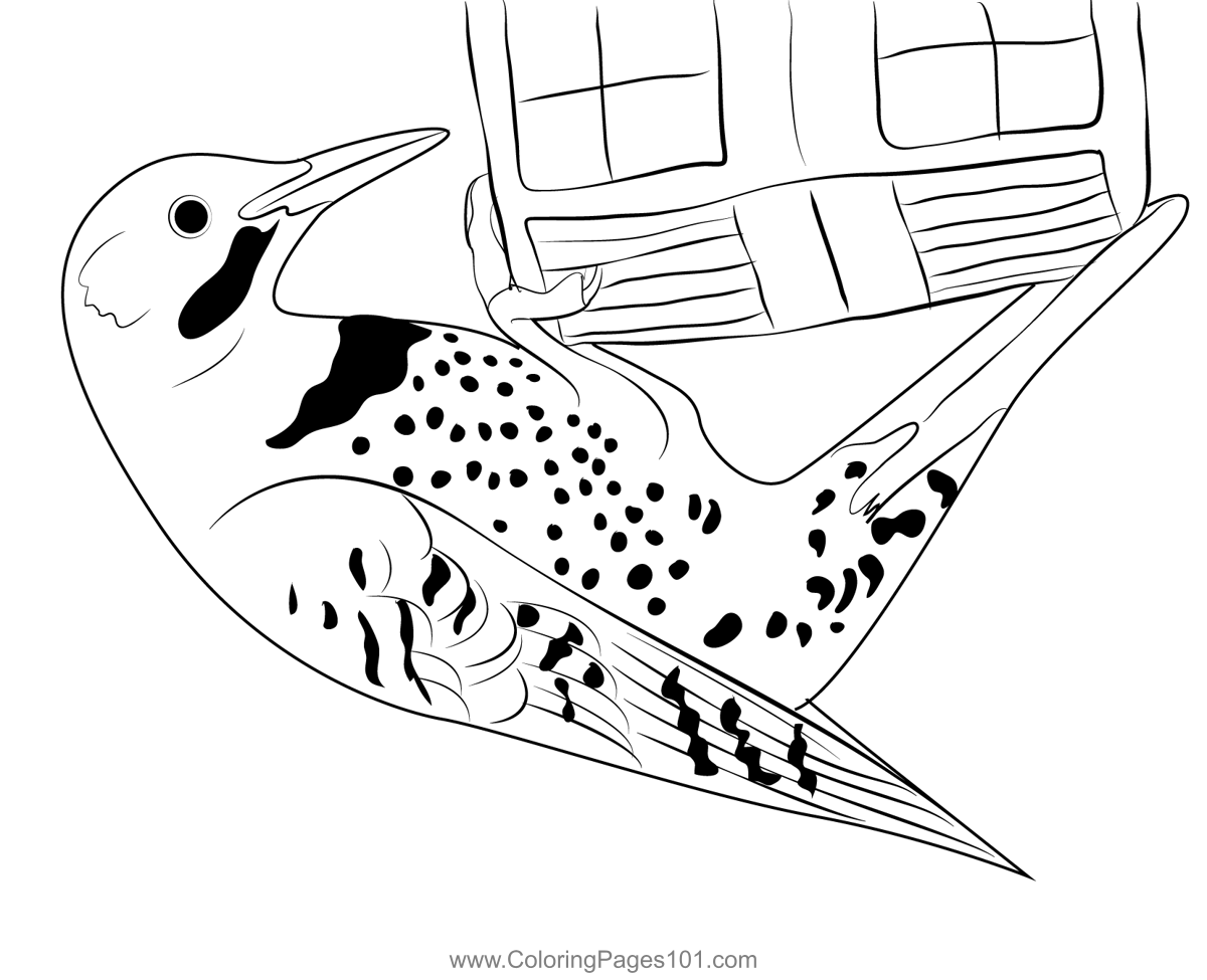 Northern Flicker At Feeder Coloring Page for Kids - Free Woodpeckers ...