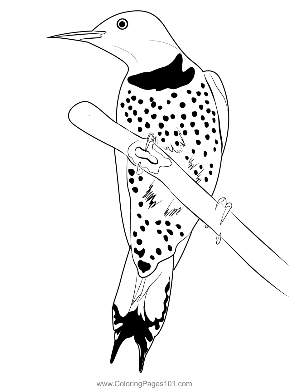 Northern Flicker Female Coloring Page for Kids - Free Woodpeckers ...