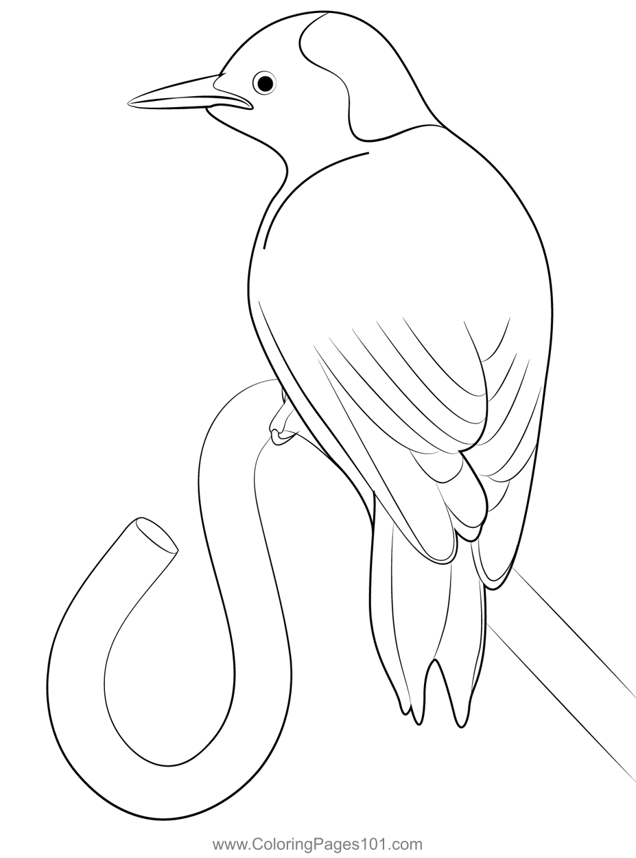 Woodpecker Bird Gucci Depressed Coloring Clipart Cartoon Cory Thoman ...