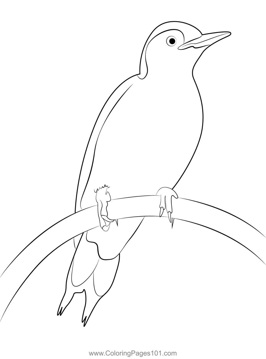 Red Bellied Woodpecker Bucktoe Coloring Page for Kids - Free ...