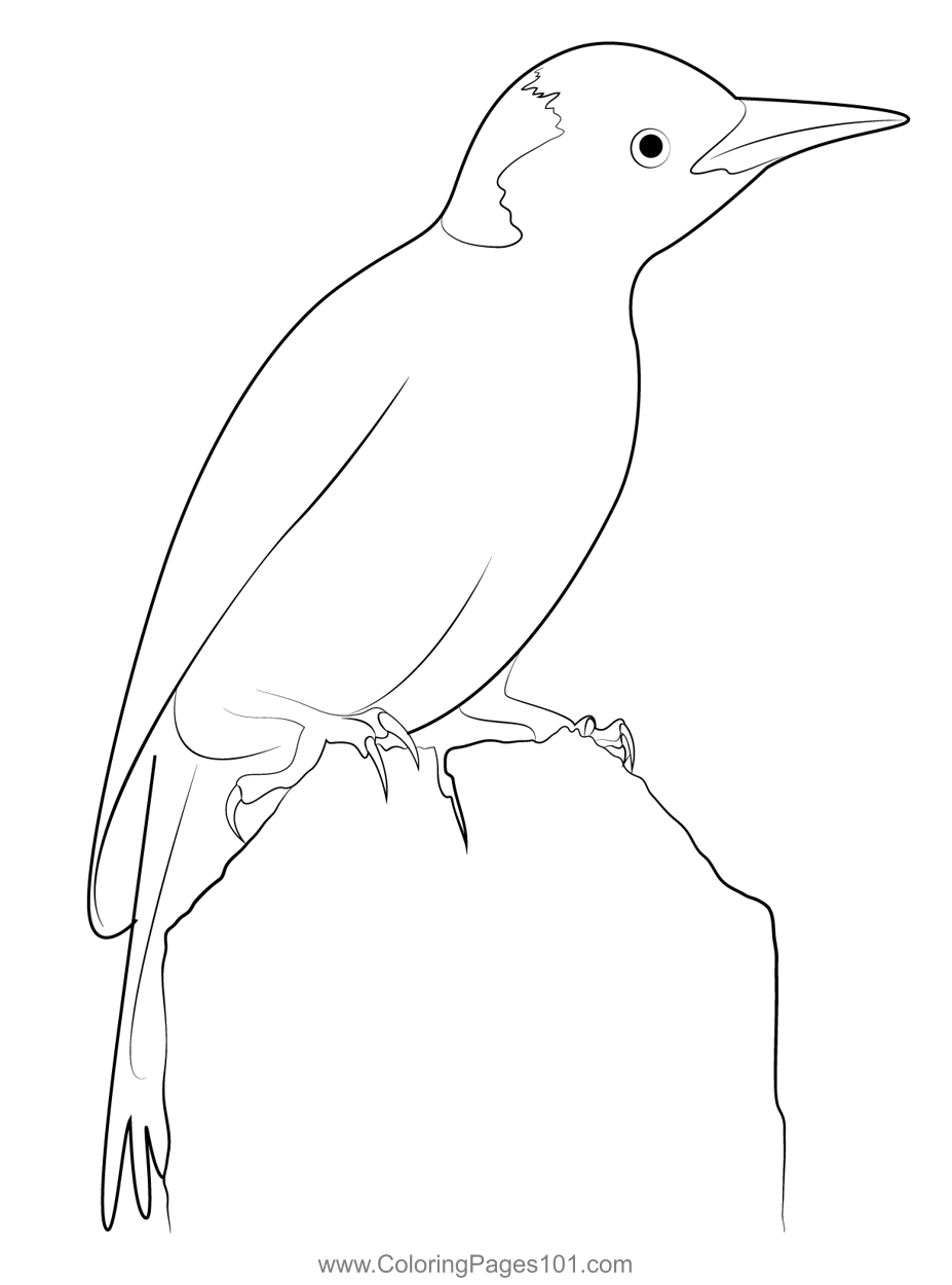Red Bellied Woodpecker Female Coloring Page for Kids - Free Woodpeckers ...
